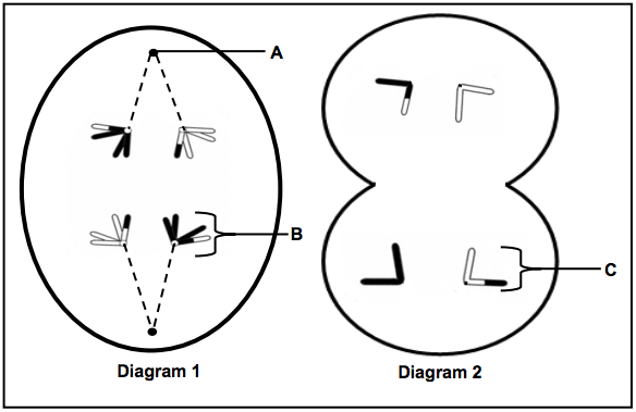 Grade 12 Life Science Past Paper