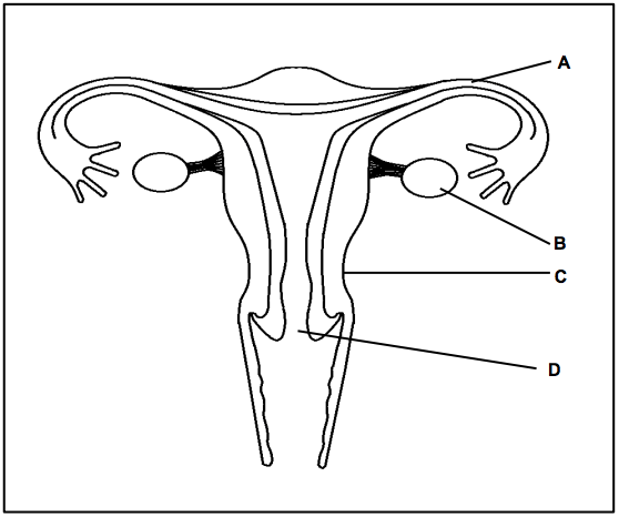 Grade 12 Life Science Past Paper