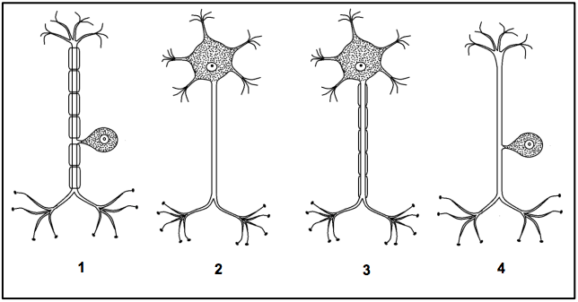 Grade 12 Life Science Past Paper
