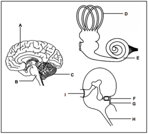 Grade 12 Life Science Past Paper